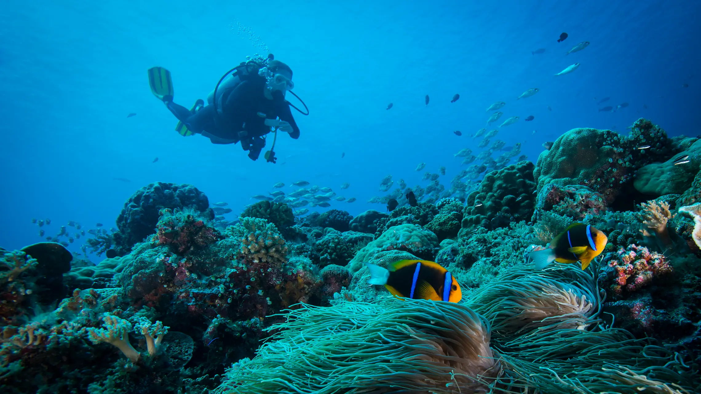 Diving Insurance Travel Dive for diving trips | HanseMerkur